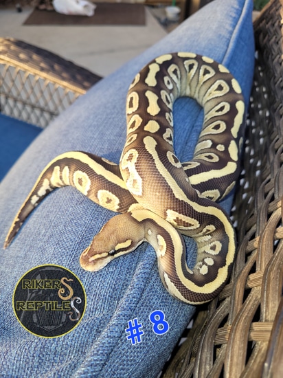 Fire Mojave Pos Dh Clown Pied Ball Python by Rikers Reptiles