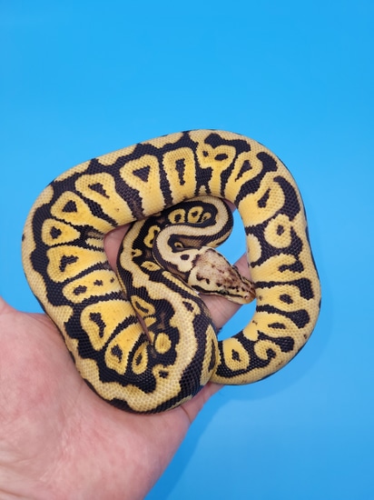 Firefly Spotnose Het Clown Ball Python by Rikers Reptiles