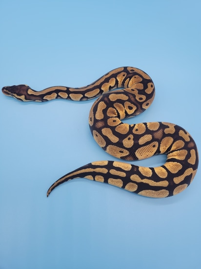 Shed Test Positive Pastel YB 💯 DH Puzzle Pied Ball Python by Rikers ...