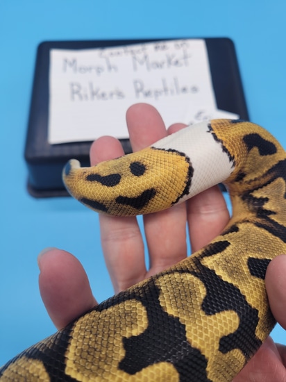 Bright Emoji Pied 💯 Het Lavender Albino Ball Python by Rikers Reptiles