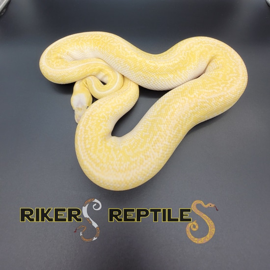 Locking Adult Crystal Monsoon Ball Python by Rikers Reptiles