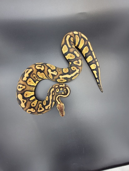 Rtb Locking Pastel Stranger W Plugs Ball Python by Rikers Reptiles