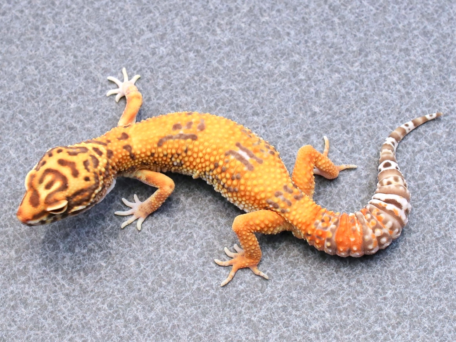 Red-Striped Bell (Possible Het Radar - Male Leopard Gecko by Lake Erie ...