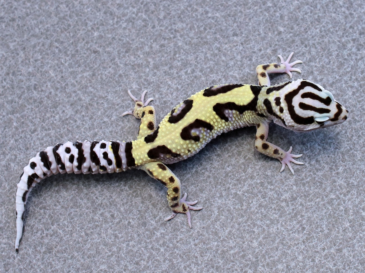 Bandit - Male Leopard Gecko by Lake Erie Leopard Geckos - MorphMarket