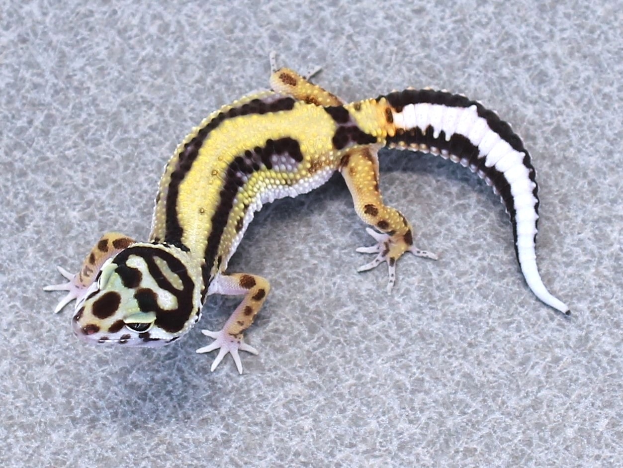Bold Stripe - Female Leopard Gecko by Lake Erie Leopard Geckos ...