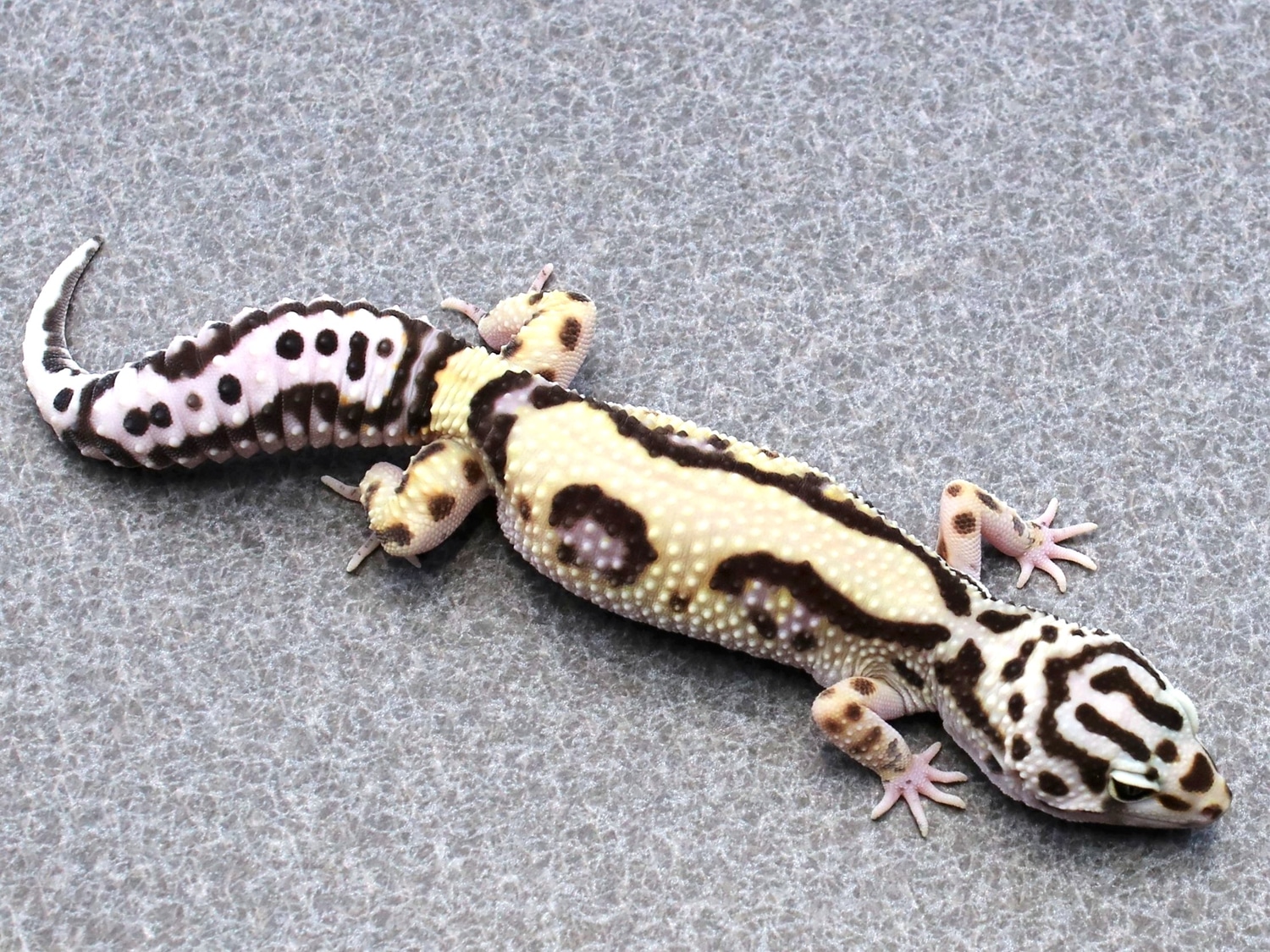 Bold Bandit - Female Leopard Gecko by Lake Erie Leopard Geckos ...
