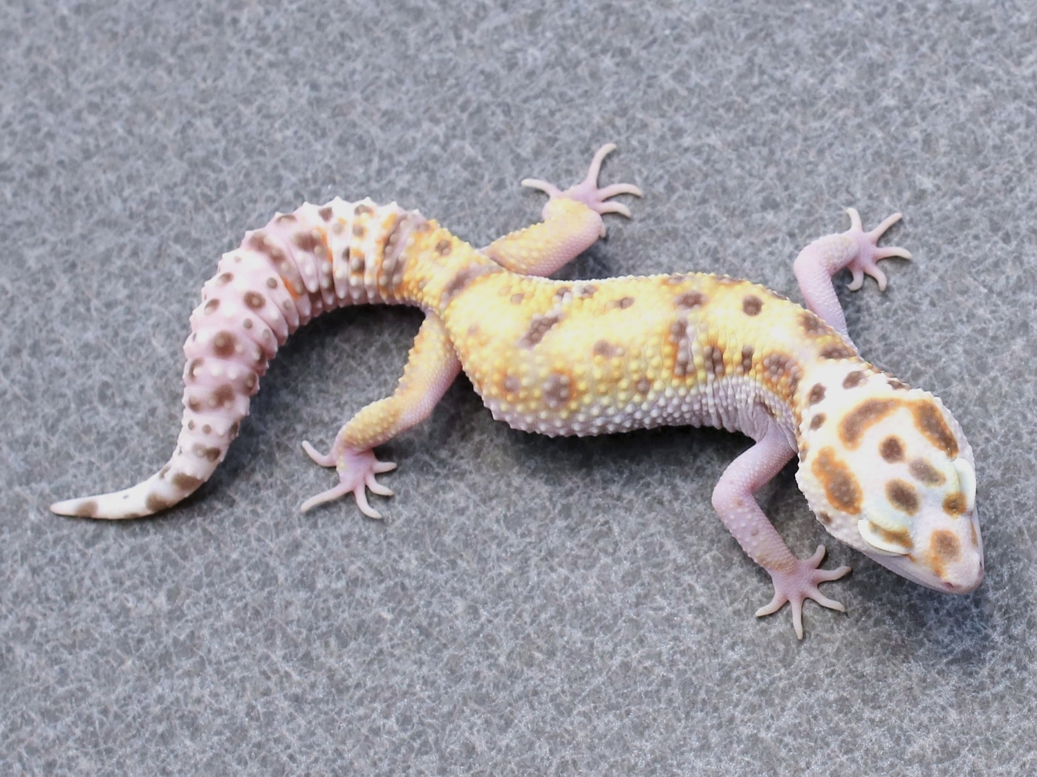 Tangerine Bell Albino (Possible Het Eclipse...Possible Snow (Mack ...