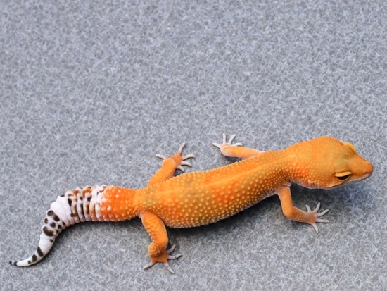 Tangerine (OG Bloodline) - No Known Hets - Female Leopard Gecko by Lake ...