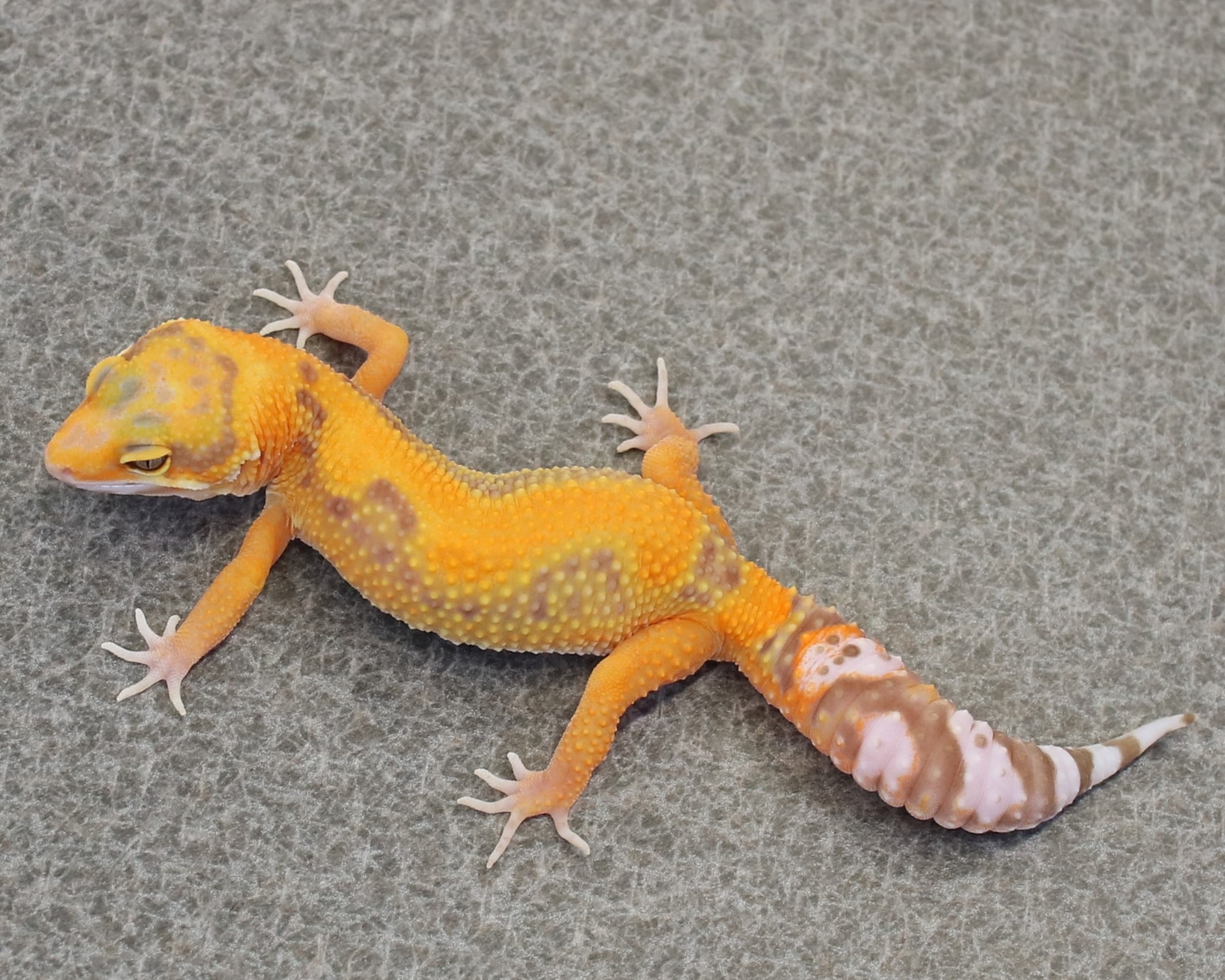 Firewater Rainwater (100% Firewater Line) Leopard Gecko by Lake Erie ...