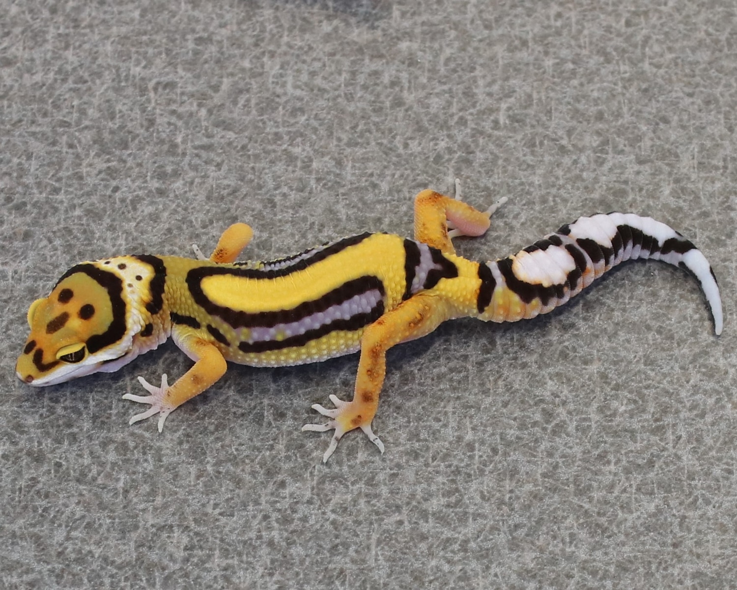 Firebold (No Known Hets) Leopard Gecko by Lake Erie Leopard Geckos ...