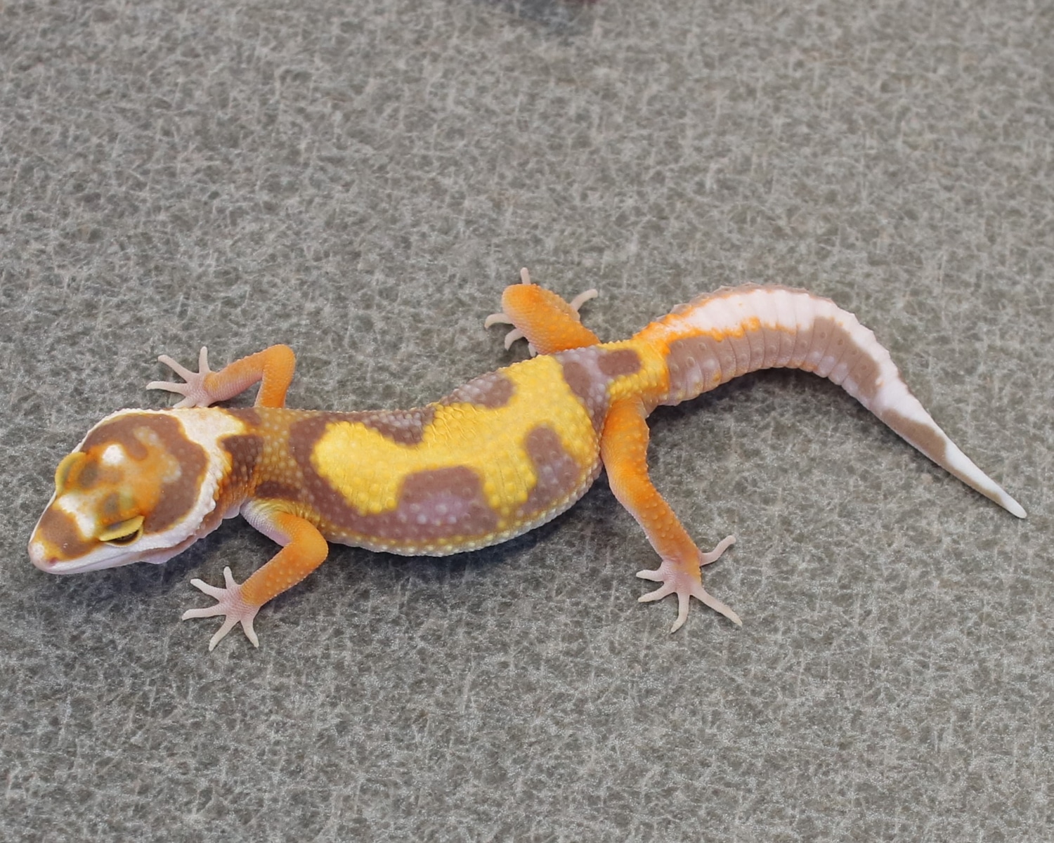 Bold Tremper Leopard Gecko by Lake Erie Leopard Geckos - MorphMarket