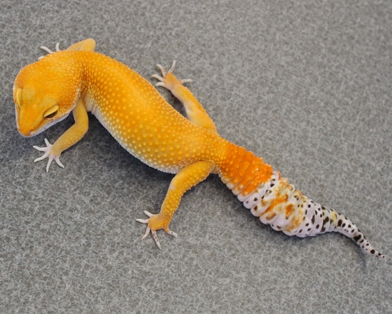 Tangerine (CG, Blood Emerine And OG Bloodlines...No Known Hets ...
