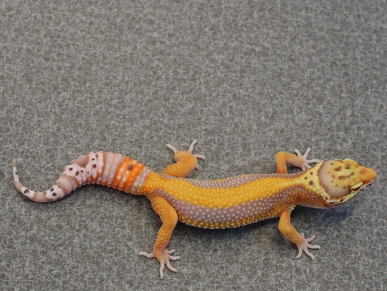 Bell Albino (Possible Het Radar) Leopard Gecko by Lake Erie Leopard ...