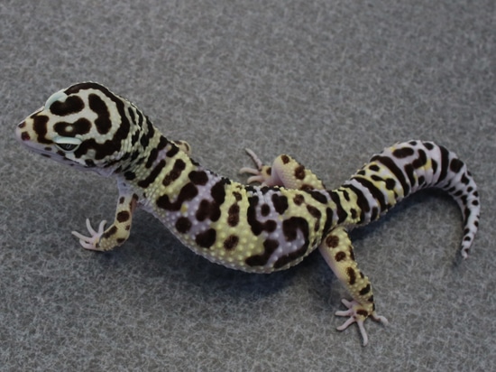 Halloween Mask (No Known Hets) - Male Leopard Gecko by Lake Erie ...