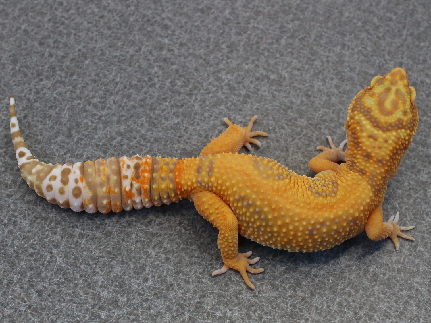Firewater Rainwater (100% Firewater Line) Leopard Gecko by Lake Erie ...