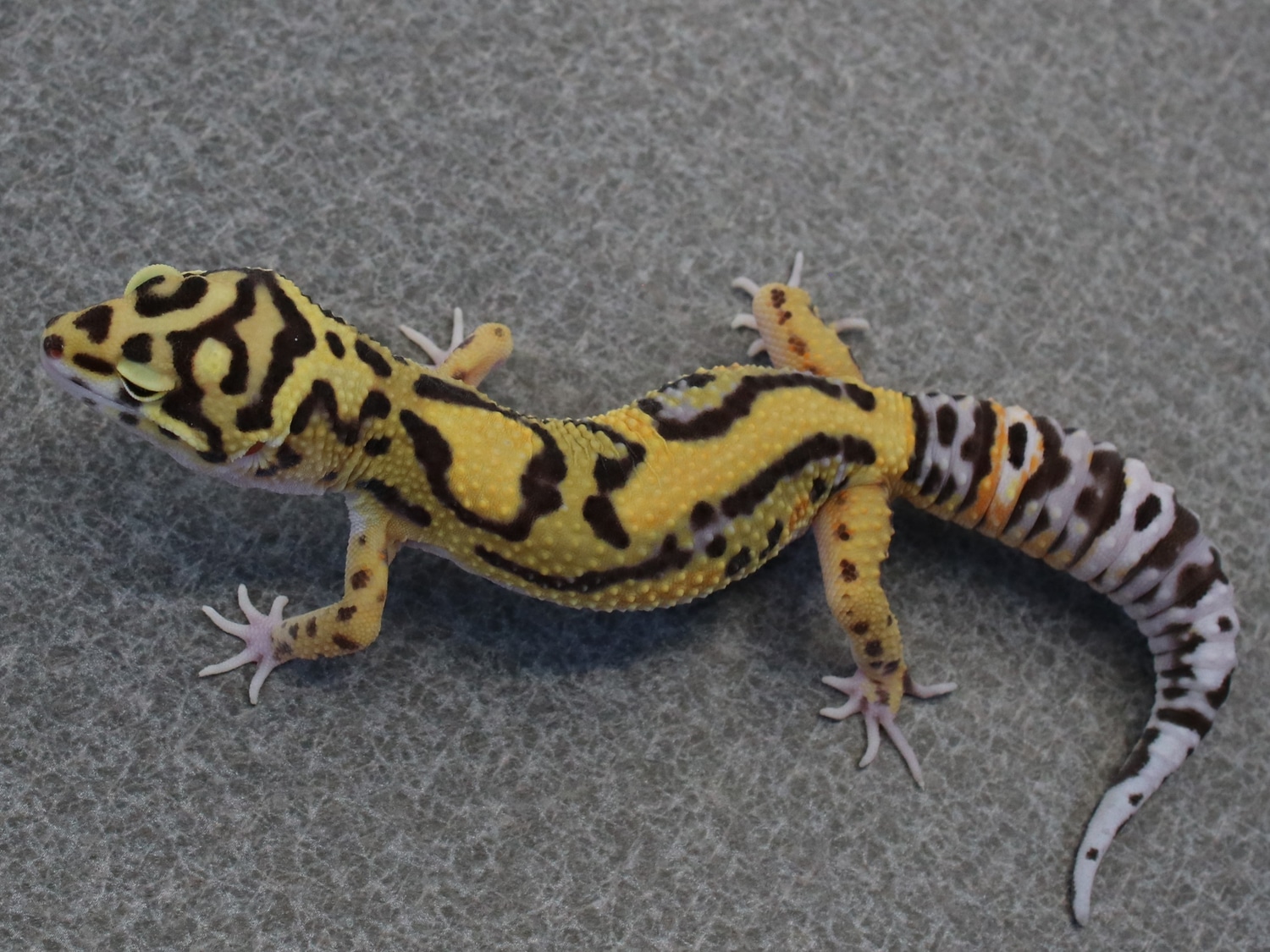 Jungle Bold Tangerine - Male Leopard Gecko by Lake Erie Leopard Geckos ...