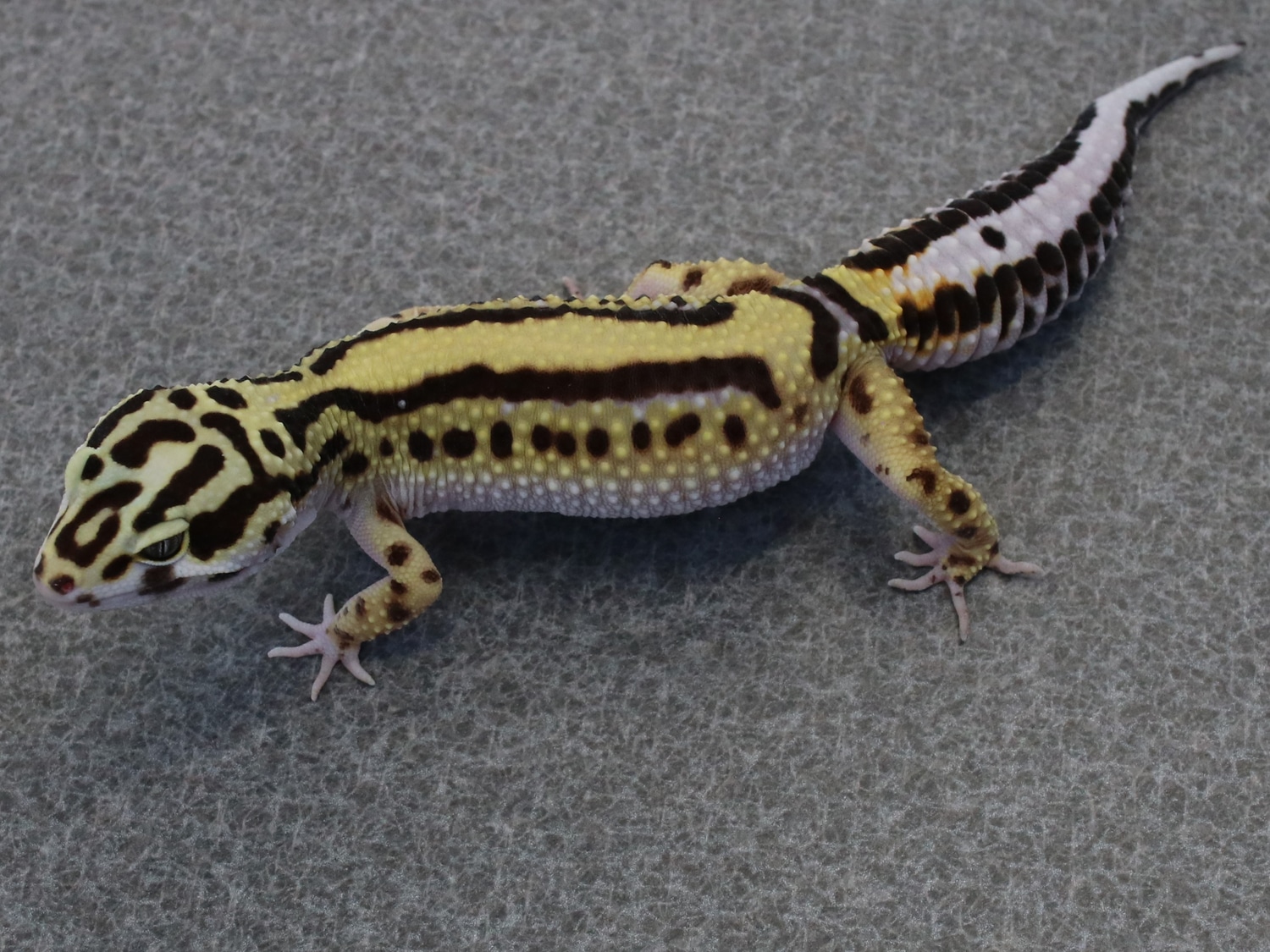 Bold Bandit - Female Leopard Gecko by Lake Erie Leopard Geckos ...