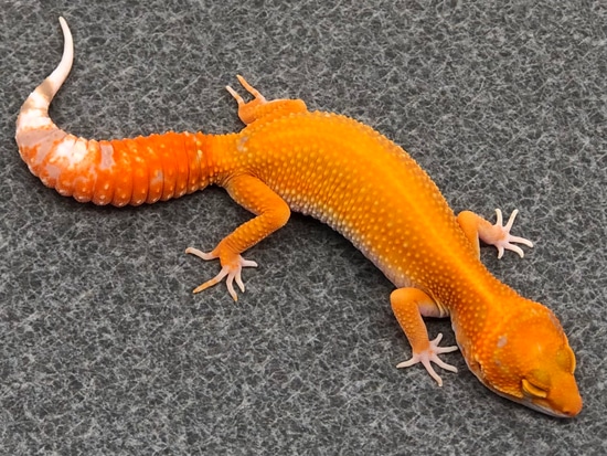 Red Diamond X Tangerine Tremper - Female Leopard Gecko by Lake Erie ...