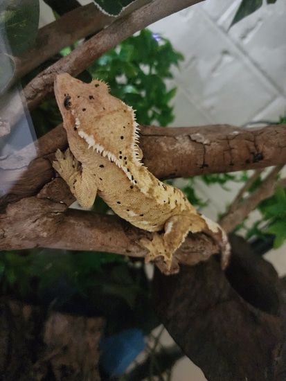 Yellow Dalmation Crested Gecko by Elevated Reptiles 5280