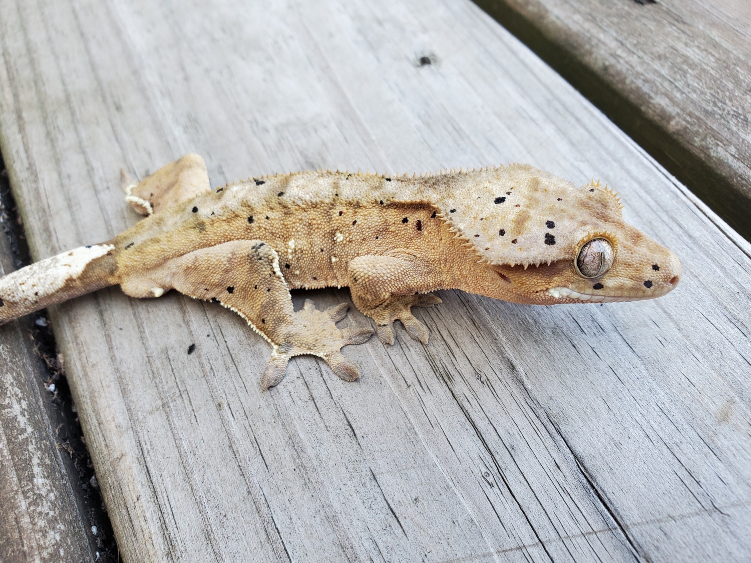 Brindle Dalmatian Crested Gecko by Em's Cresties - MorphMarket