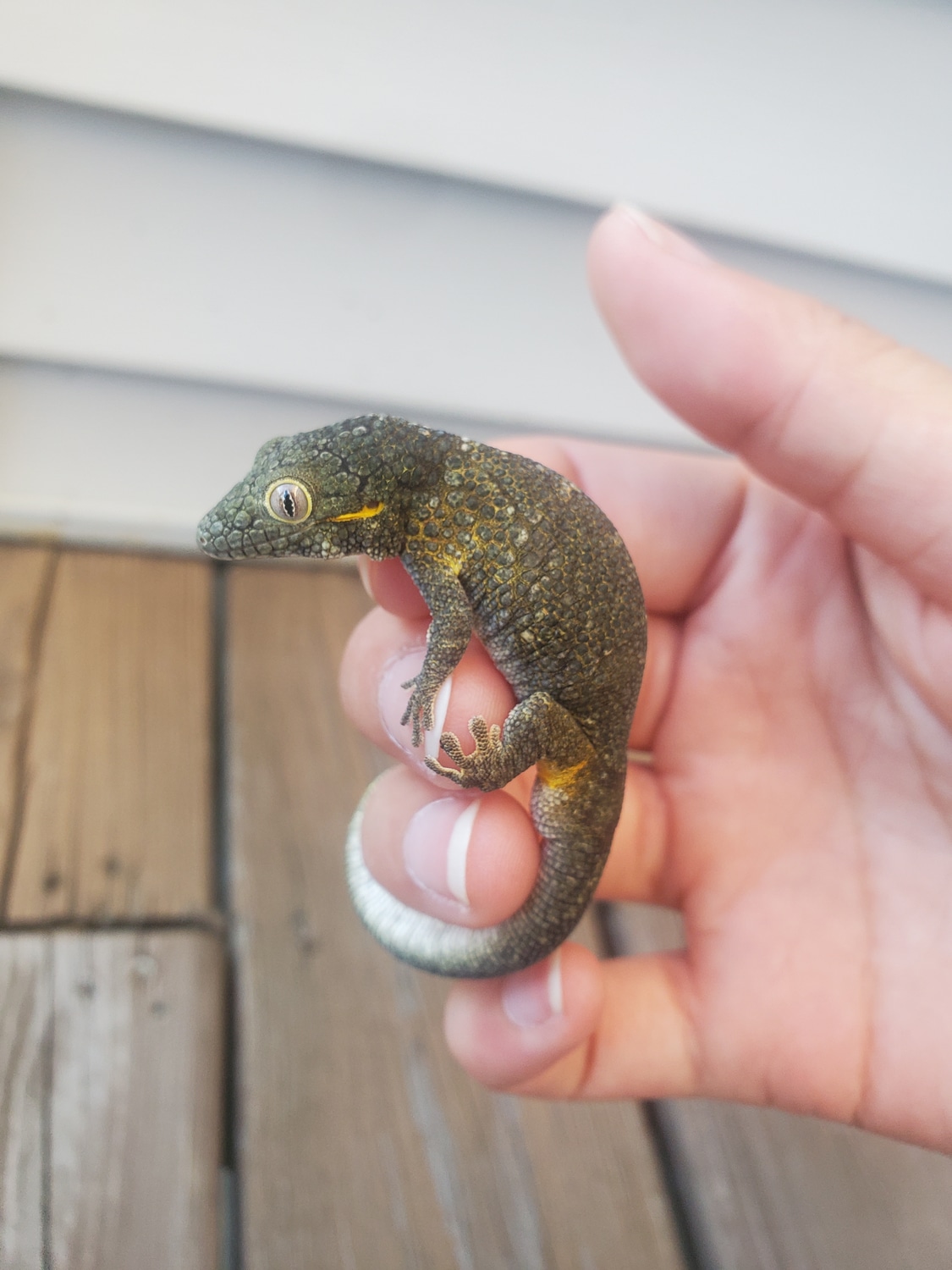 Eurydactylodes Agricolae Other Gecko by Em's Cresties - MorphMarket