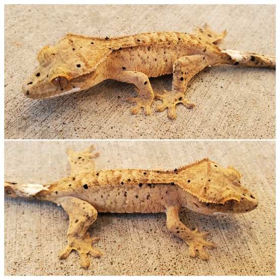 Yellow Brindle Dalmatian Crested Gecko by Em's Cresties