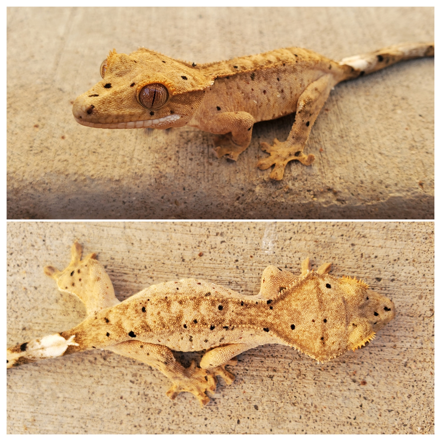 Yellow Brindle Dalmatian Crested Gecko by Em's Cresties - MorphMarket