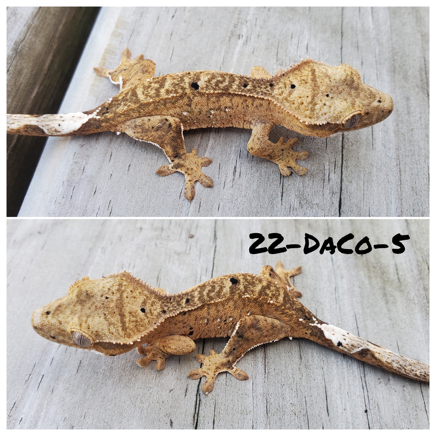 Yellow Brindle Dalmatian Portholes Crested Gecko by Em's Cresties ...