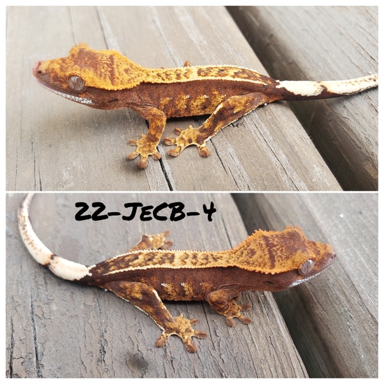 Red Harlequin Partial Pinstripe Crested Gecko by Em's Cresties