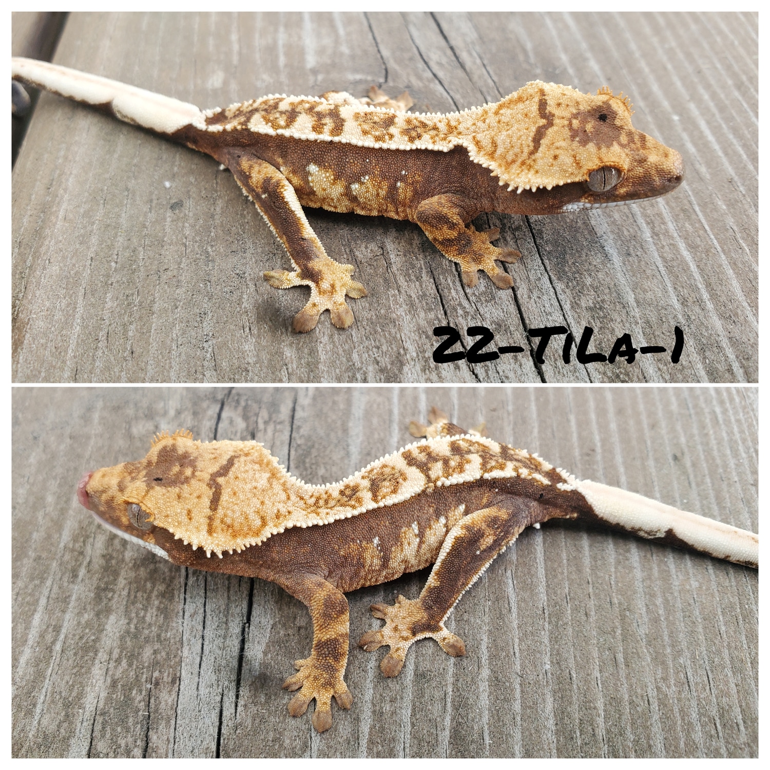 Dark Harlequin Partial Pinstripe Crested Gecko by Em's Cresties ...