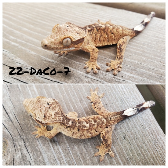 Yellow Brindle Dalmatian Crested Gecko by Em's Cresties - MorphMarket