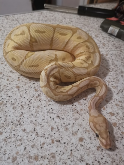 Banana Mojave Spider Ph Clown Hypo Ball Python by