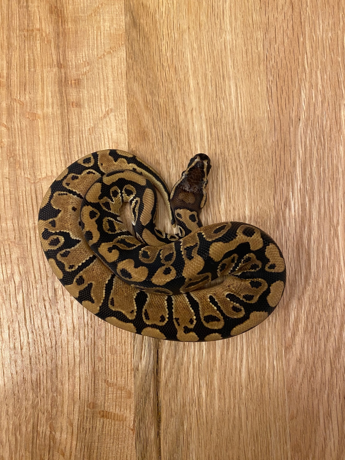 Double Het Lavender Piebald Ball Python by Xciting Morphs - MorphMarket