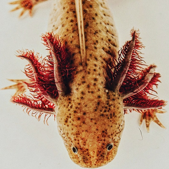 Female Copper Melanoid Axolotl by Exotic Exposures