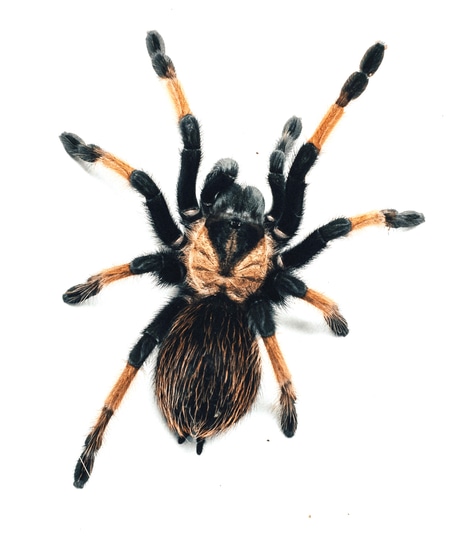 Mexican Red Leg (Brachypelma Emilia) Tarantula by Exotic Exposures
