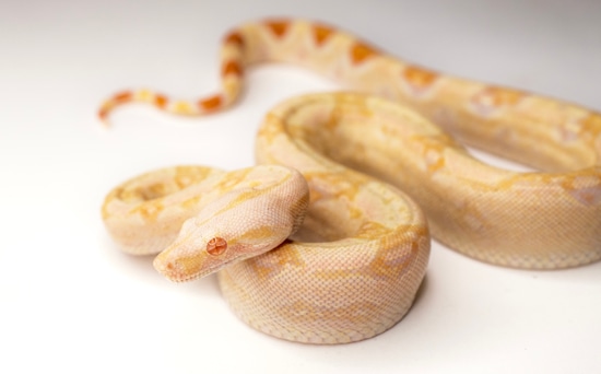 Visual Sharp Albino Boa Constrictor by Exotic Exposures