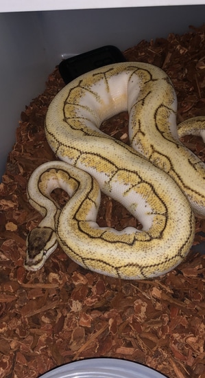 Spider Pastel Pinstripe Ball Python by Rexotics