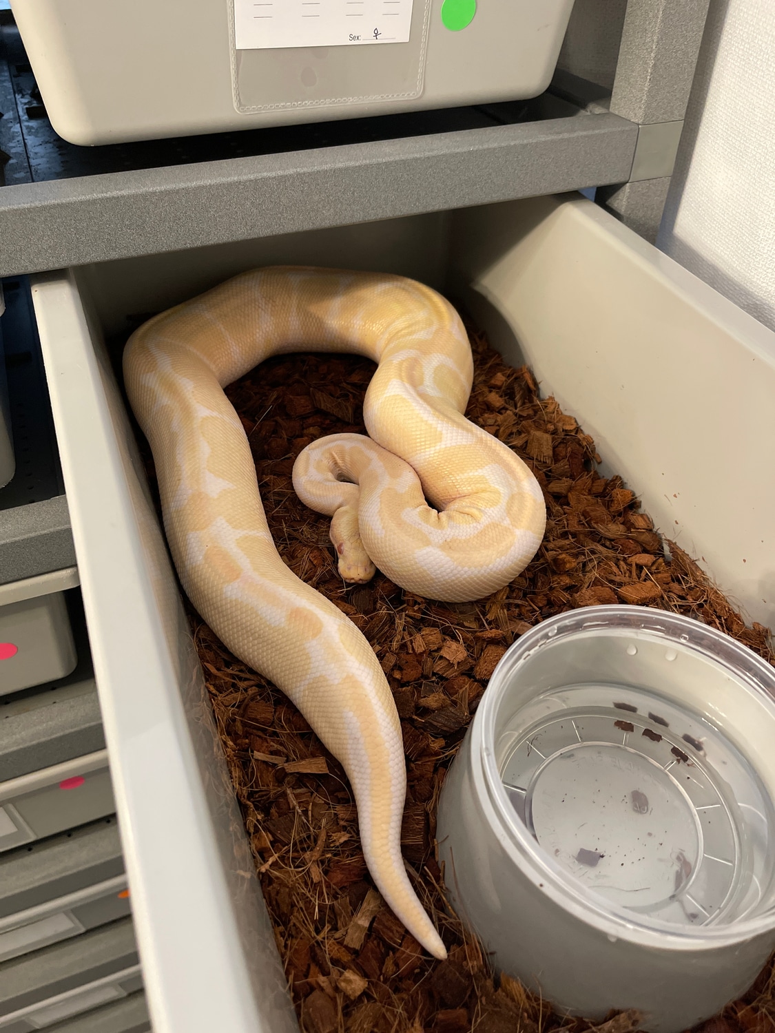 Albino Calico Het Pied Ball Python by Naughty Balls - MorphMarket
