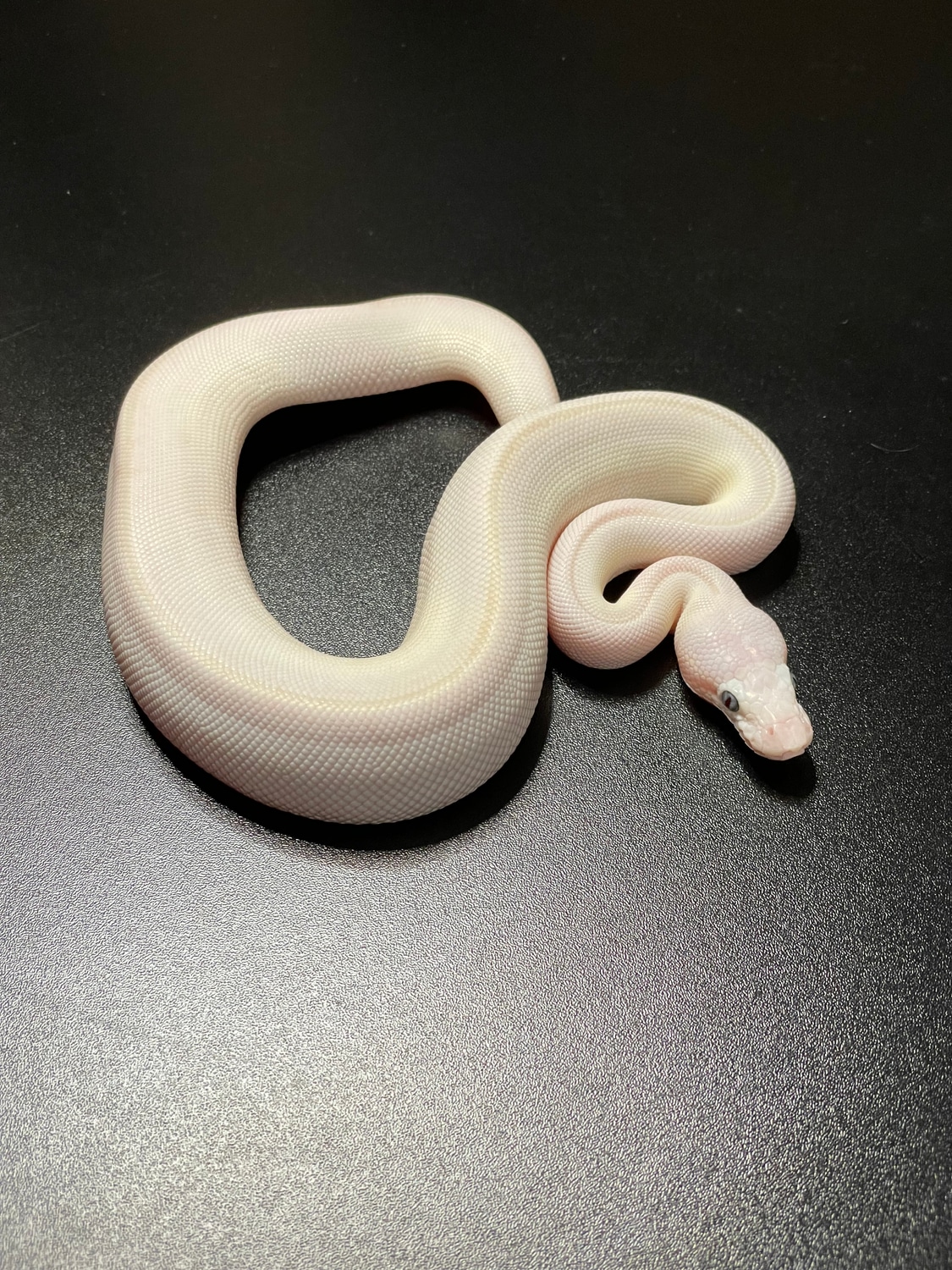 Blue Eye Lucy Ball Python by L&aexotics - MorphMarket