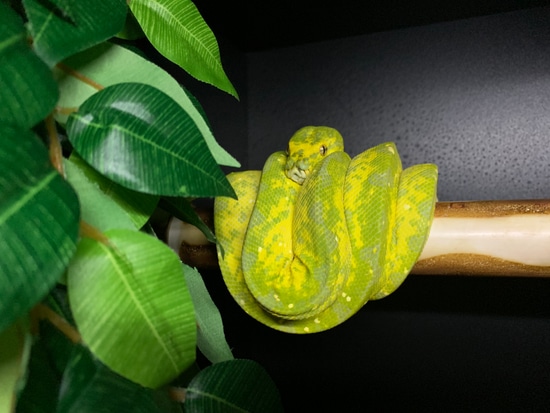 Subadult Male Biak, 2 Years Old, Beautiful Green Tree Python by Living ...