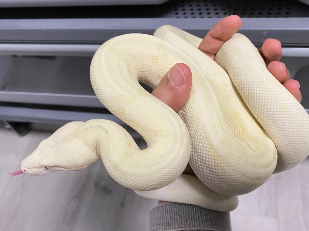 Adult Moonglow Male. Perfect In Every Way. Boa Constrictor by Living ...