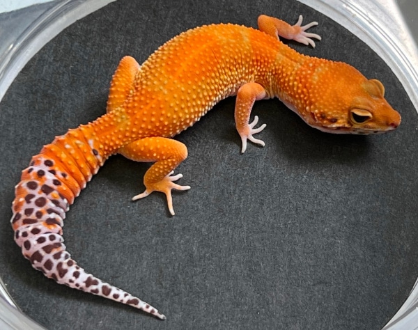 Tangerine Blue Amber Eye Possible Het Rainwater Albino Leopard Gecko by ...