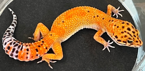 Tangerine Blue Amber Eye Possible Het Rainwater Albino Leopard Gecko by ...