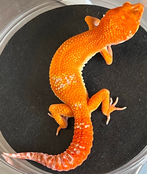 2021 Male Rainwater Tangerine 66% Het Blue Amber Eye Leopard Gecko by ...