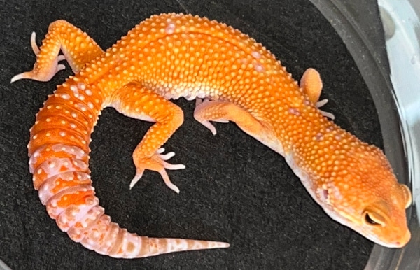 2021 Female Rainwater Tangerine Blue Amber Eye Leopard Gecko by ...