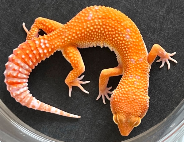 2021 Female Rainwater Tangerine Blue Amber Eye Leopard Gecko by ...