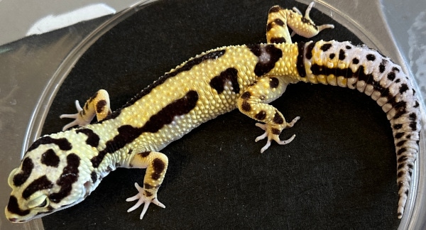 Bold Bandit Jungle Male 2021 Leopard Gecko by Leopardgecko.com ...