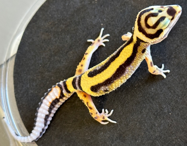 Bold Bandit Stripe Male 2021 Leopard Gecko by Leopardgecko.com ...