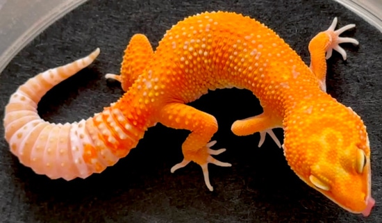 2022 Male Burning Blood Rainwater Blue Amber Eye Leopard Gecko by ...