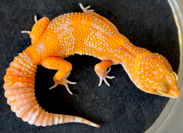 2021 Female Burning Blood Rainwater Blue Amber Eye Het Leopard Gecko by ...